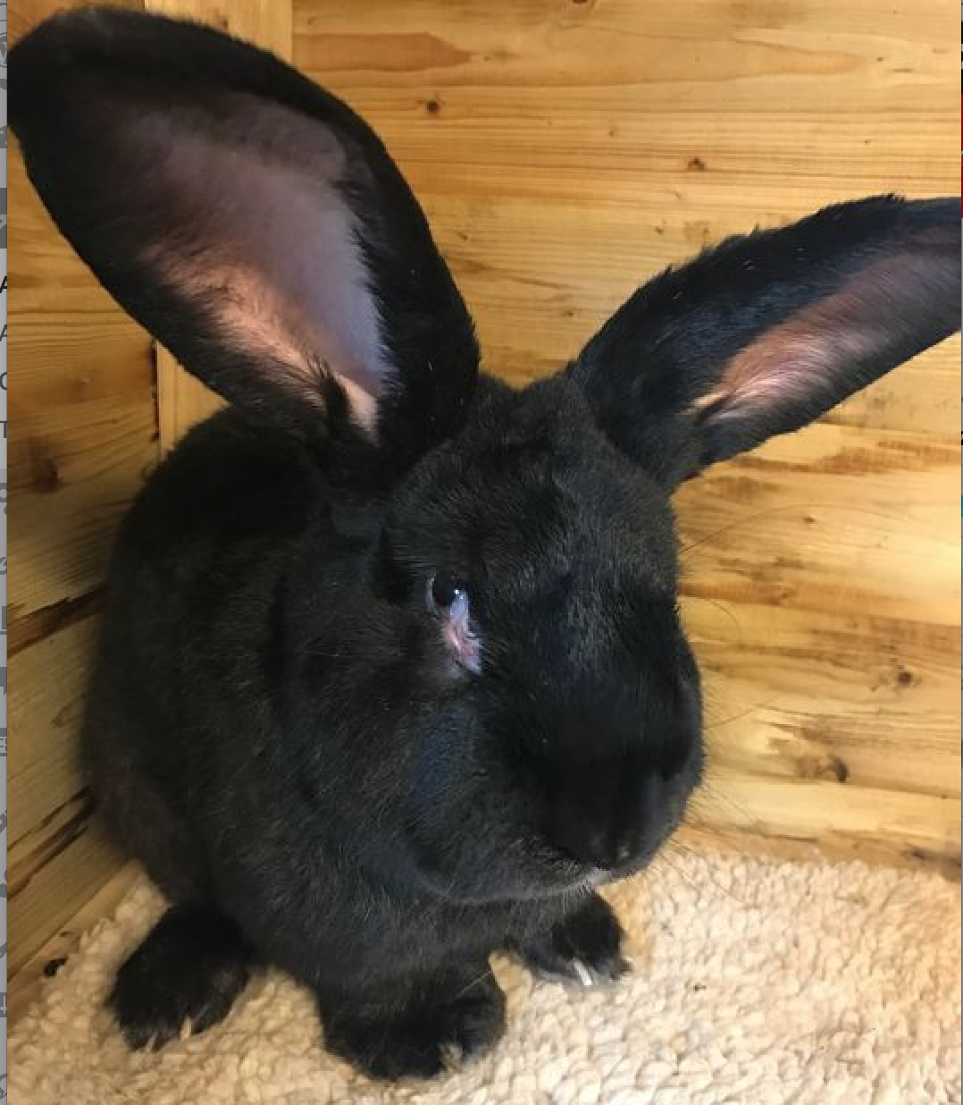 Giant 3 Foot Rabbit Dies On United Airlines Flight - Points Miles ...